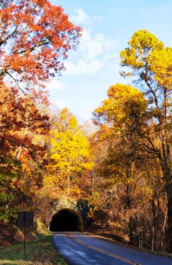 Fall Colors on Blue Ridge Parkway - Colorful leaves of trees